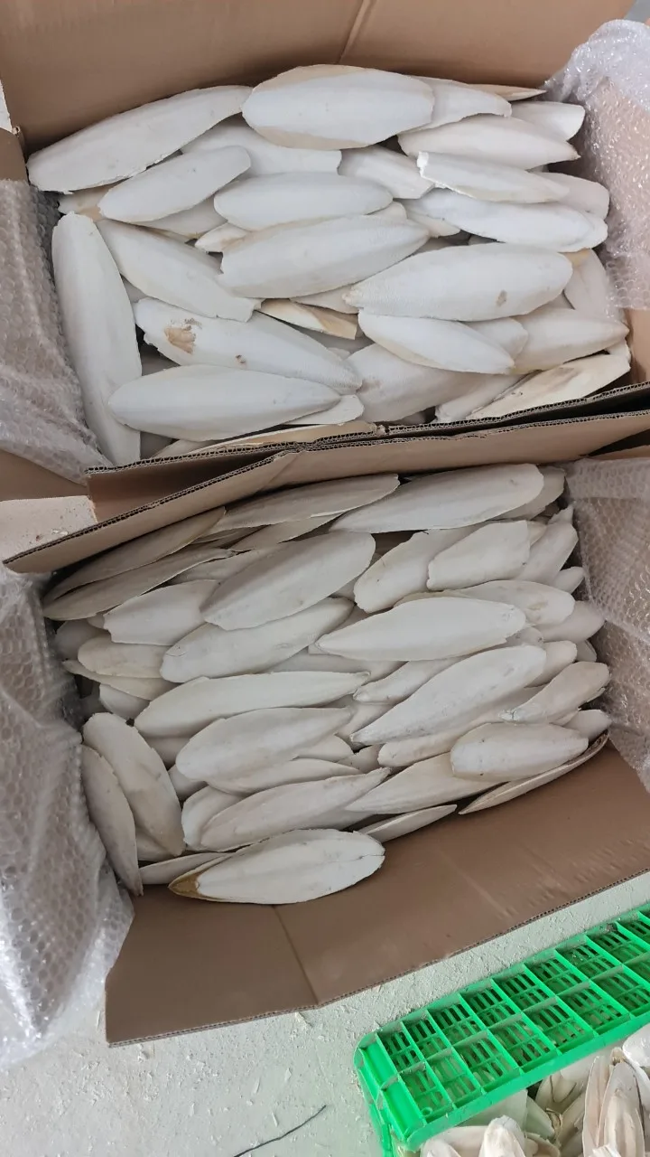 100% Dried Cuttlefish Bone - Calcium - Rich Dietary Cuttlefish Bone For ...