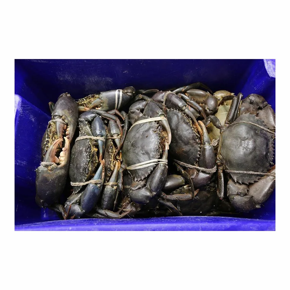 Live Mud Crabs Red King Crabs Whole Part Delicious Seafood Frozen Blue ...