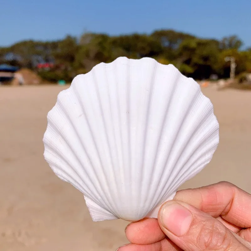 Decorative Shells Make Your Home More Lively And Buy Now Tom - Buy ...