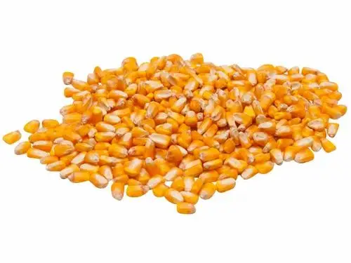 Dried Distilled Corn Rice Grain Of Solubles Animal Feed Poultry Feed ...
