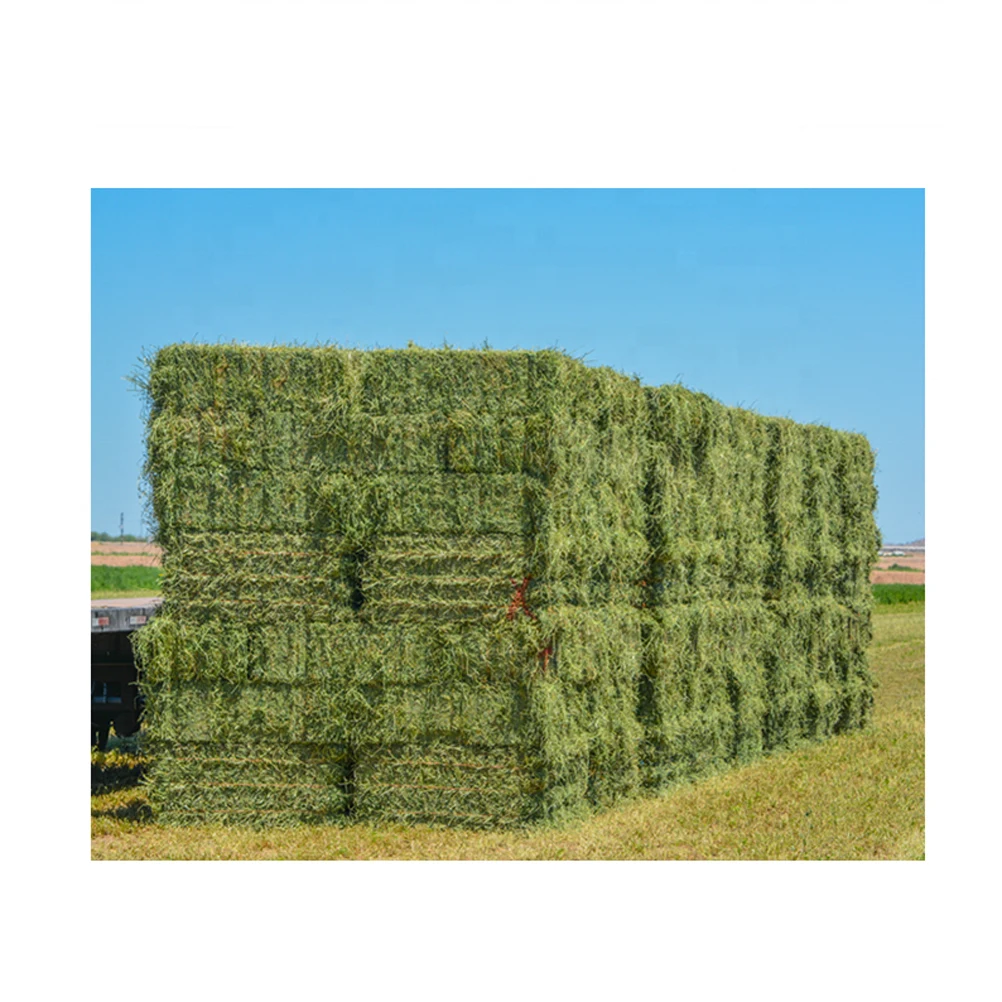 Premium Rhodes Grass Hay Bales For Animal Feed And Forage Best Quality ...