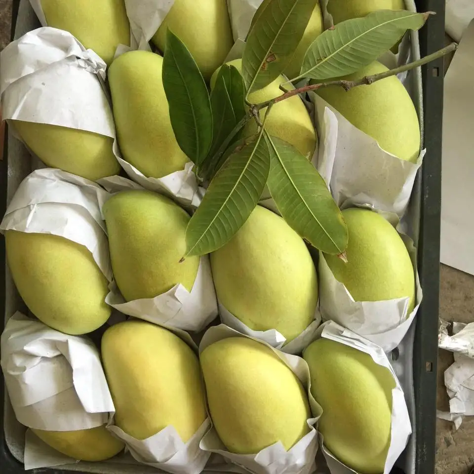 100% High Quality Fresh Vietnamese Mango Fruit Tax Free Rich in ...