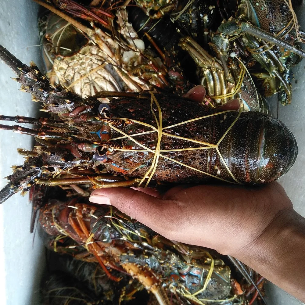 Live Lobsters/live Spiny Lobsters/live Seafood Wholesalers Brazil Bulk ...