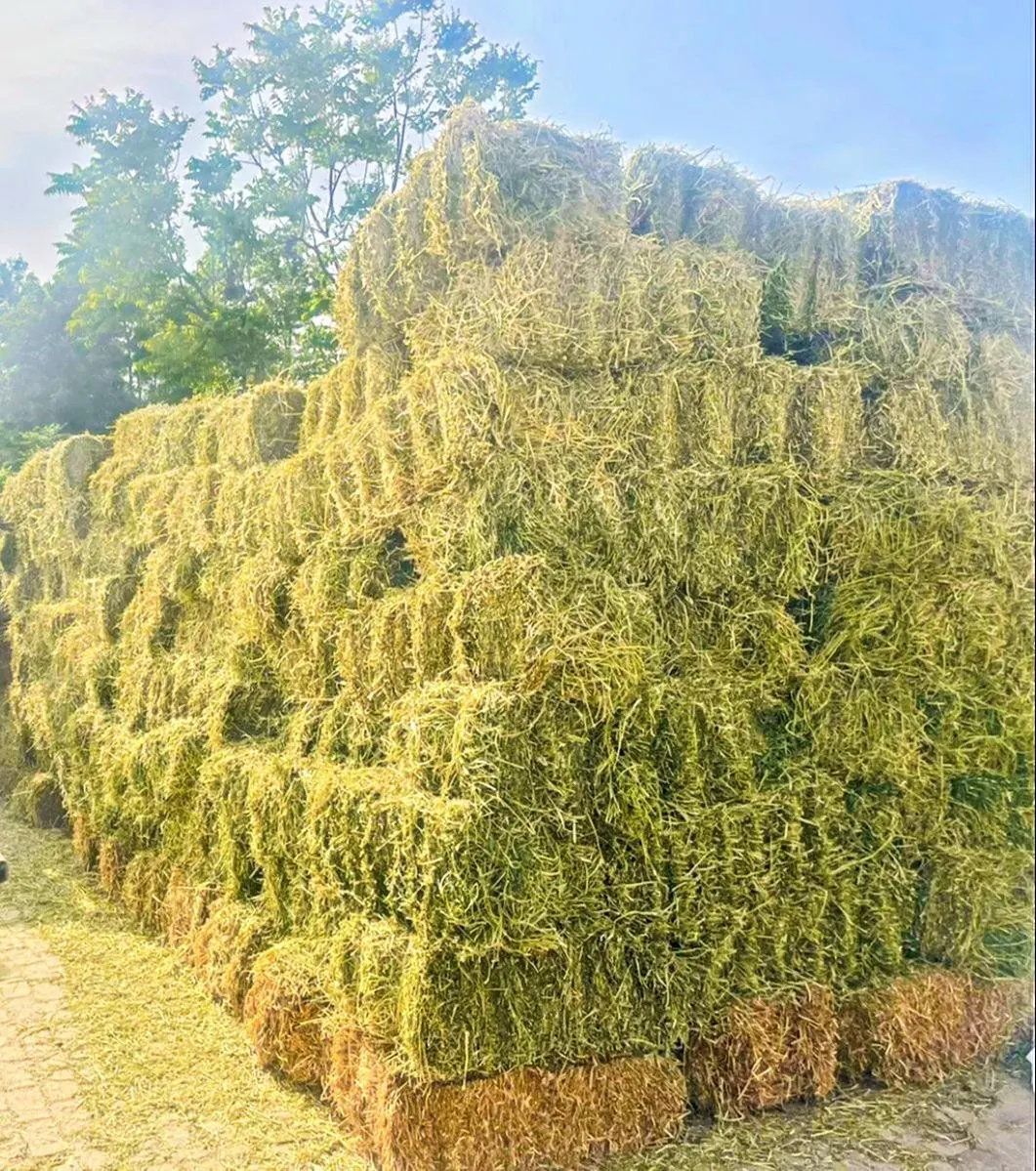 Fresh Alfalfa (lucerne) Hay/timothy Alfafa Hay/ Cheap Alfafa Hay For ...
