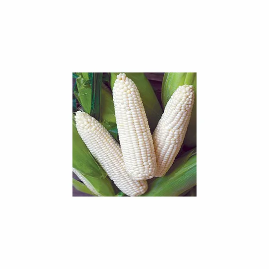 White Corn Non-gmo (white Maize),White Corn Maize Suppliers,Exporters ...