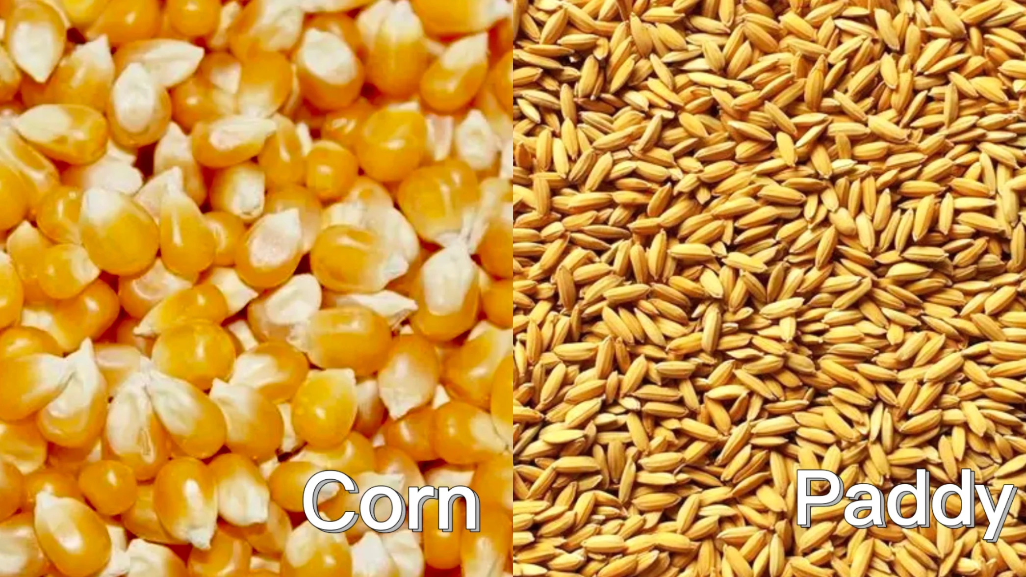 Vsee Jiuyang 15 Ton Low Temperature Circulating Rice Paddy Grain Corn ...