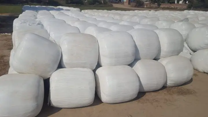 Wholesale High Quality Corn(maize) Silage Animal Feed Rich Of Proteins ...