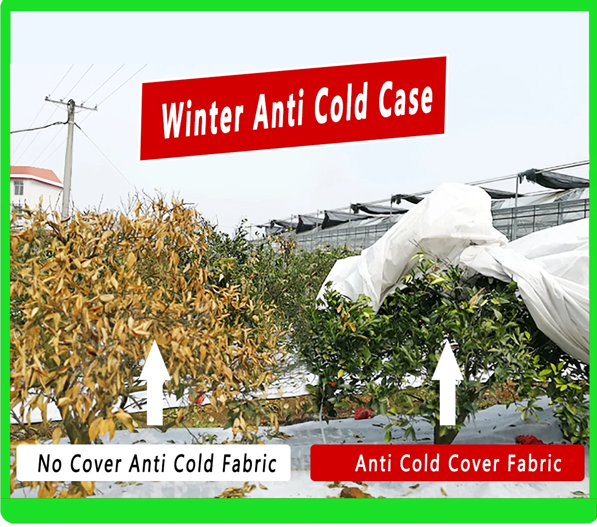 Pla Agricultural Greenhouse Gardent Fruit Grove Anti Cold Plant Cover ...