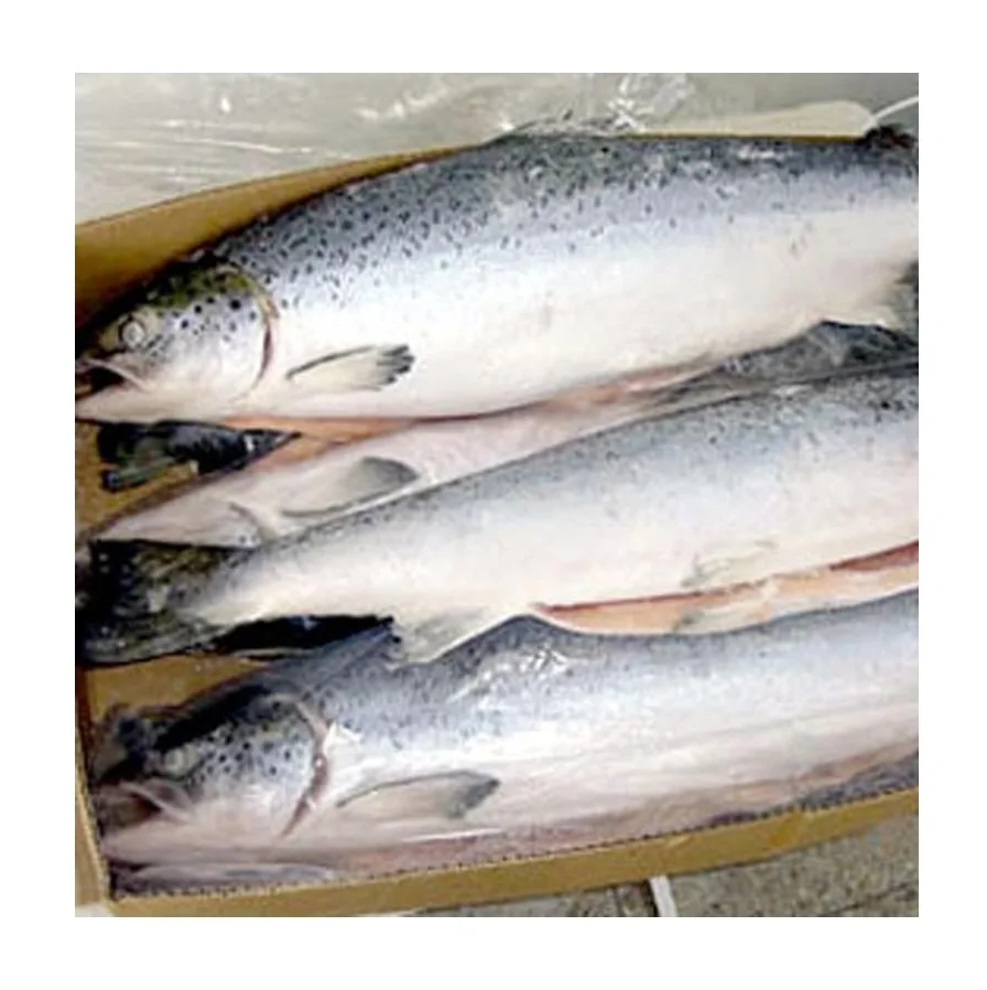 Salmon Fish Frozen Fillet Fresh And Frozen Atlantic Salmon Fish/whole ...