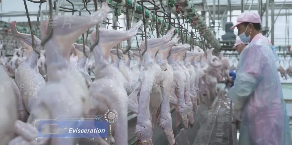 1000/hour Chicken Slaughter Line - High Efficiency Poultry Processing