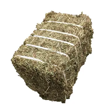 Fresh Alfalfa (lucerne) Hay/timothy Alfafa Hay/ Cheap Alfafa Hay For ...