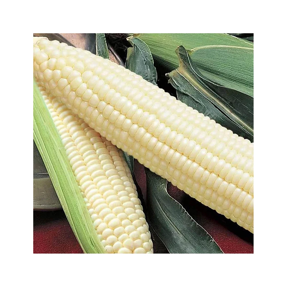 White Corn/ White Corn For Human Consumption Non Gmo White Corn/ Yellow ...