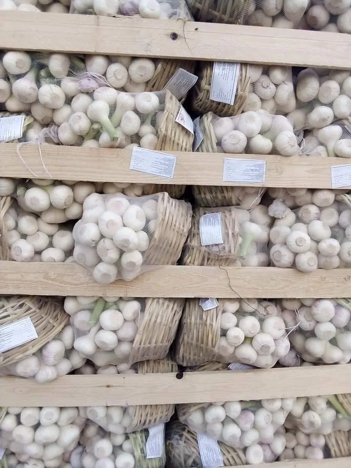 Fresh Chinese Garlic,Crop 2023,Exported From Egypt - Buy Chinese Garlic ...