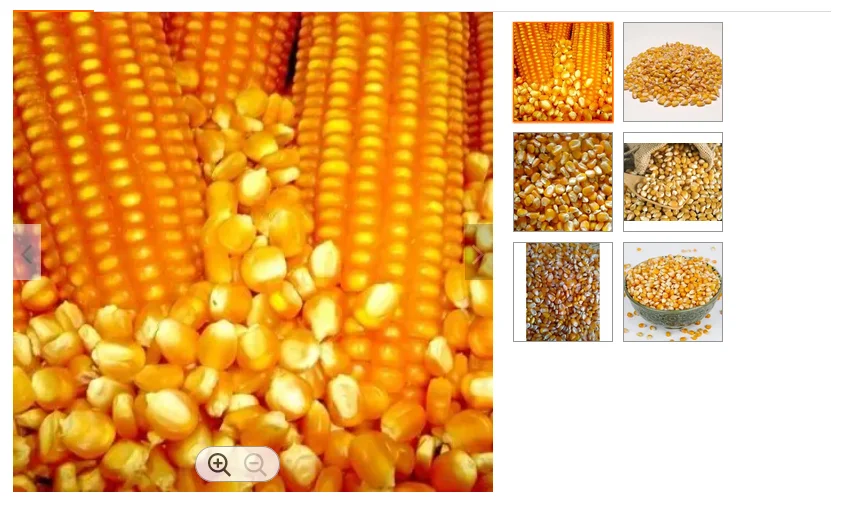 Dried Grade 2 Yellow Maize/corn,Non-gmo,Fit For Human Consumption And ...