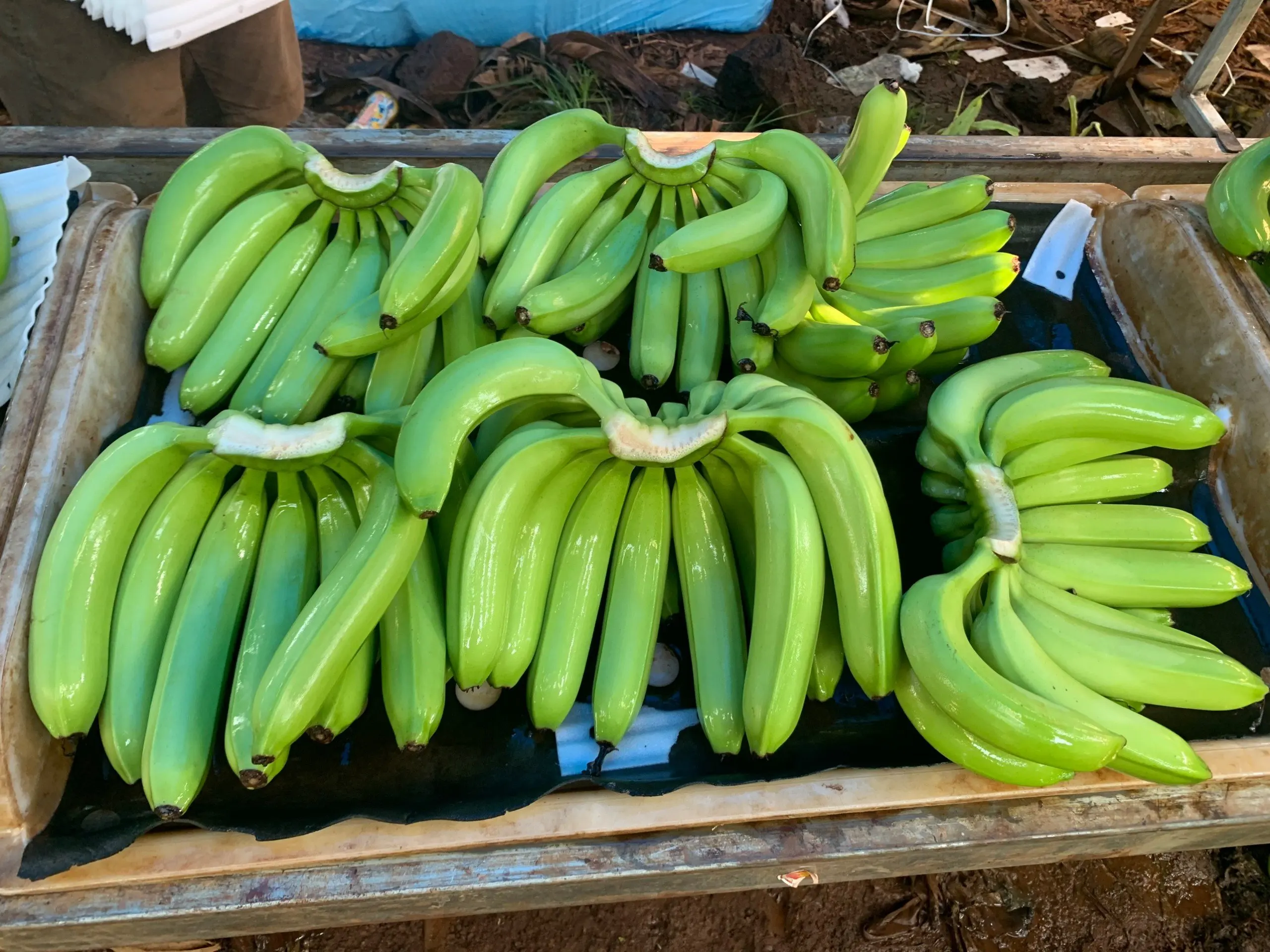 Fresh Cavendish Bananas From Vietnam Harvested with Good Choice Fresh ...