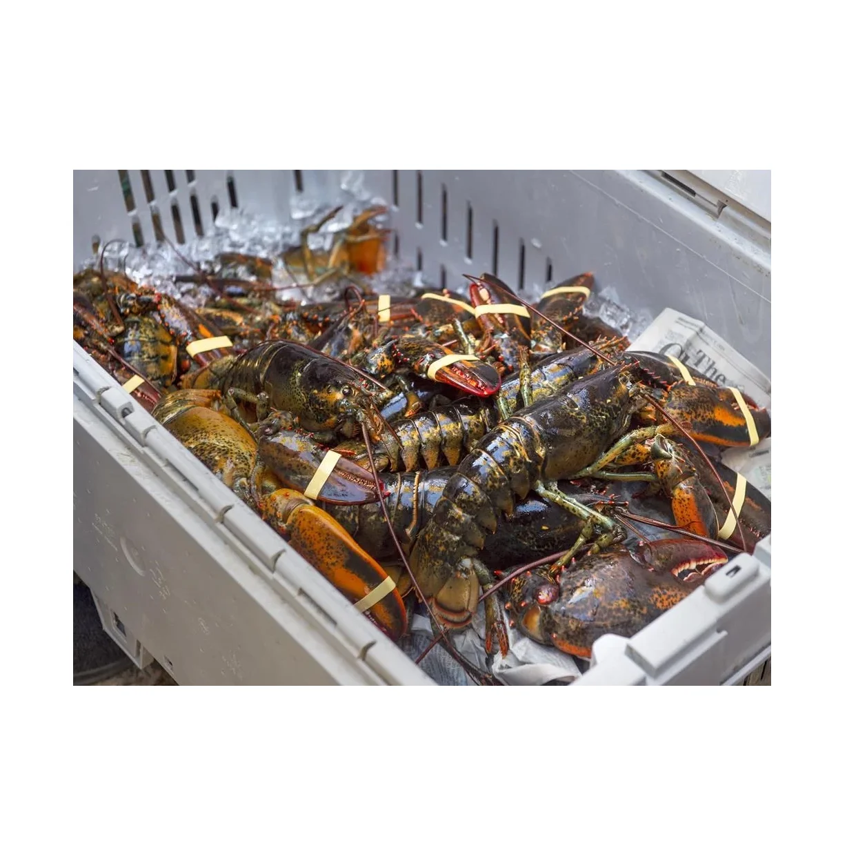 Best Price Fresh / Live / Frozen Canadian Lobsters (seafood) Bulk Stock ...