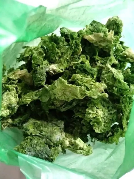 Ulva Lactuca Seaweed - Fresh, Raw Material for Food Industry