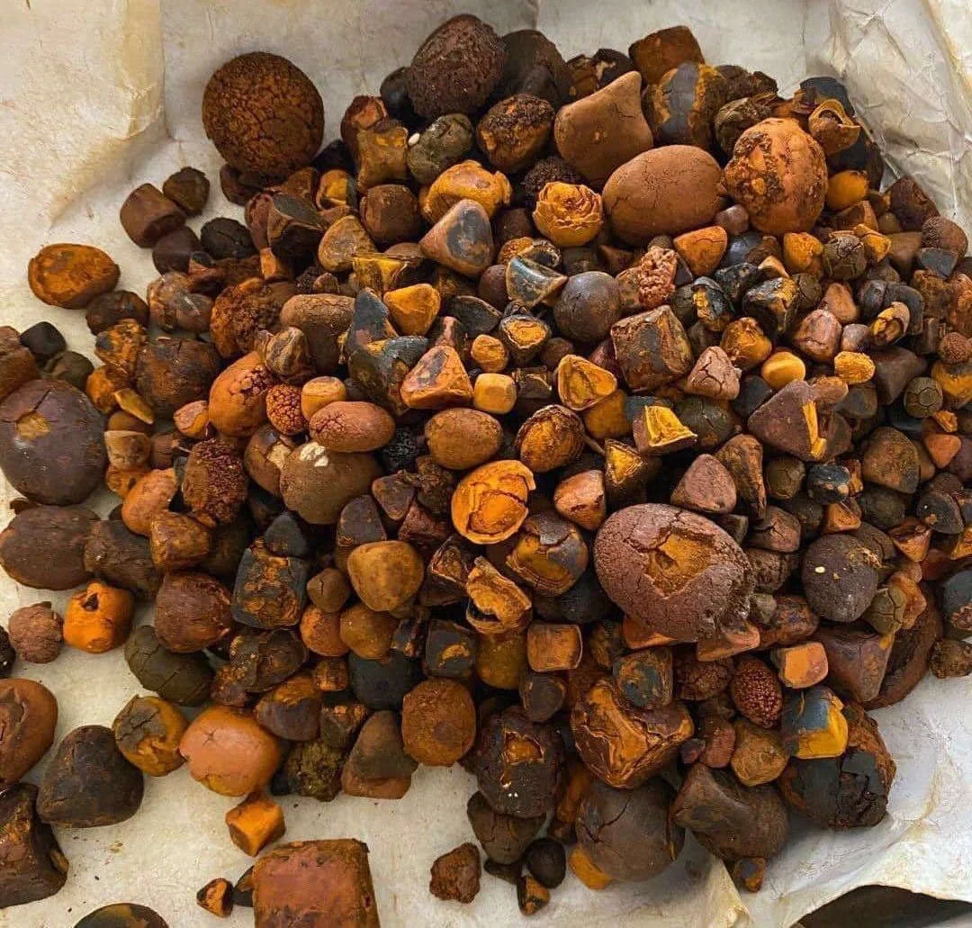 Cattle Gallstone Cow Gallstone Ox Gallstone Ox Bezoars Cow - Buy ...