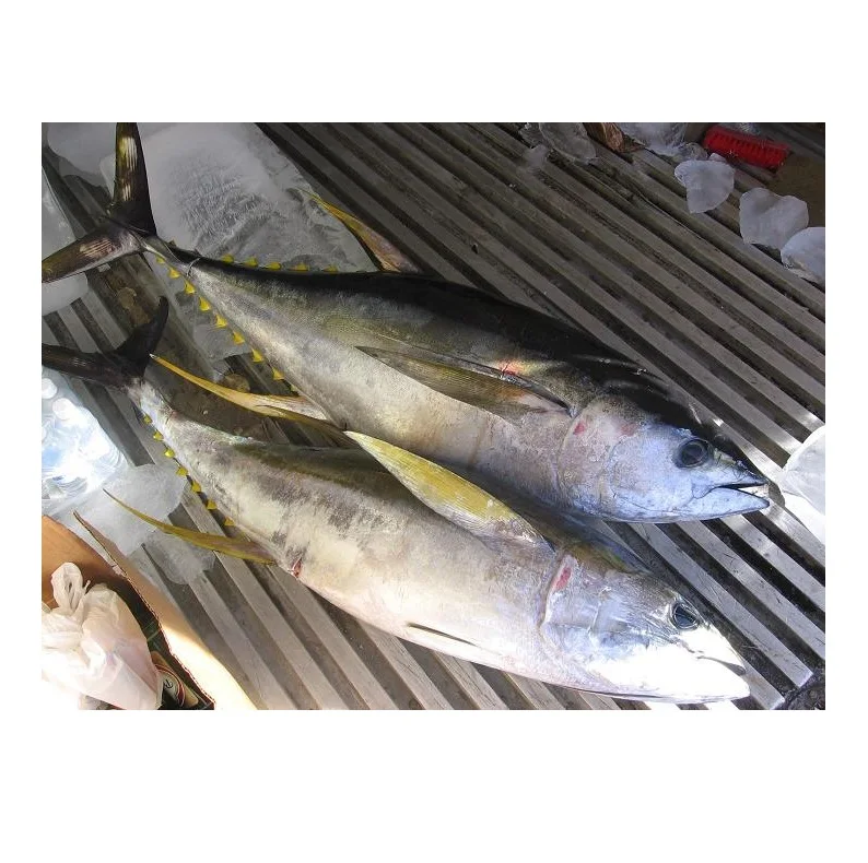 Premium Quality Fresh Frozen Yellowfin Tuna Fish Bulk Stock At ...