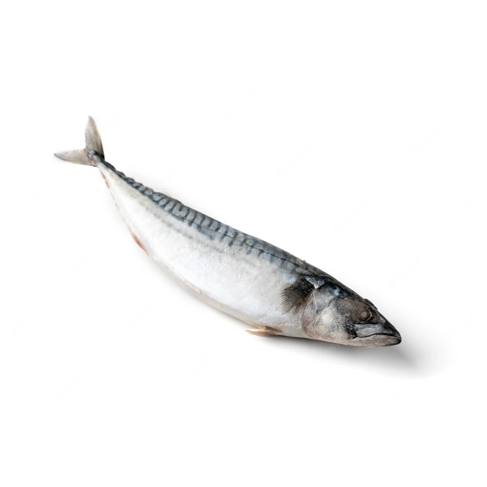 Frozen Mackerel Fish Frozen Fresh Seafood Frozen Fresh Mackerel Pacific ...