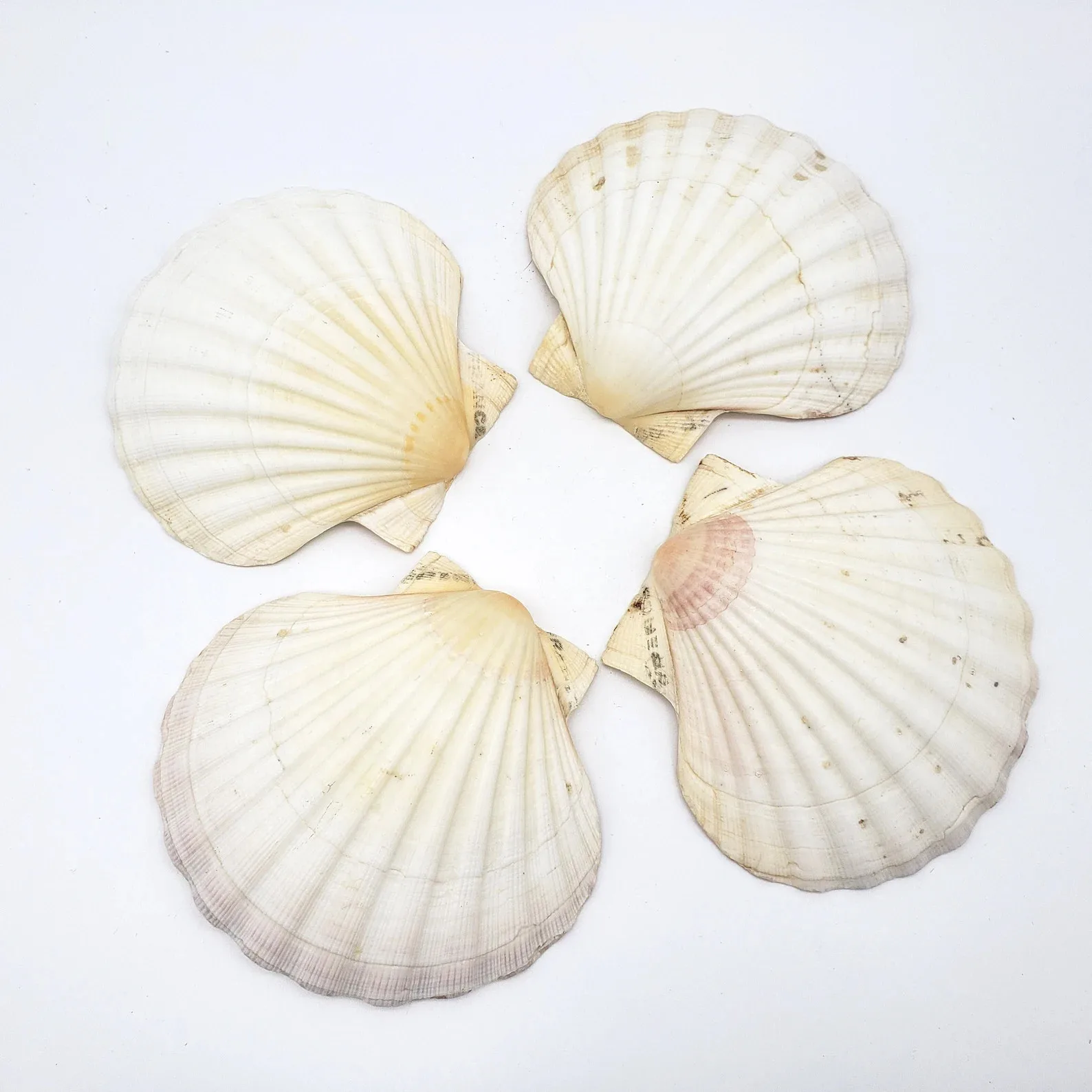 White Scallop Shell