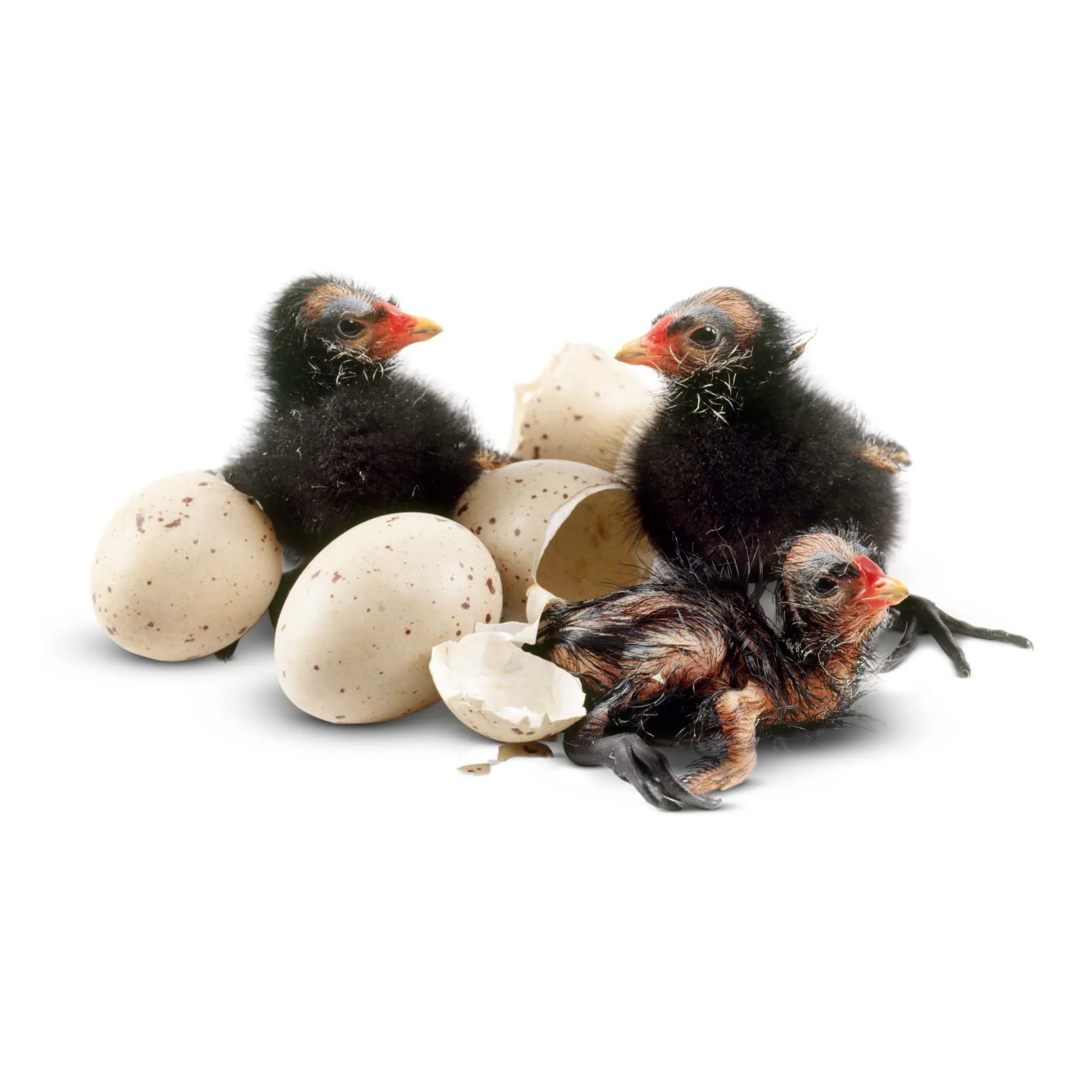 Fresh Protein Rich Farm Chicken Eggs Chicken Eggs Farm Fresh Chicken ...