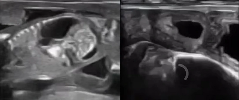 Large Animal Transrectal Series Wireless Probe Type Vet Ultrasound For ...