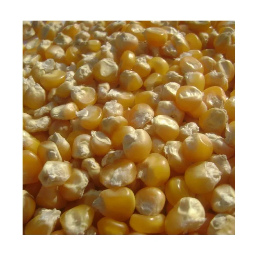 Non-gmo Best Popcorn Kernels Popping Corn Raw Maize Seeds Organic ...
