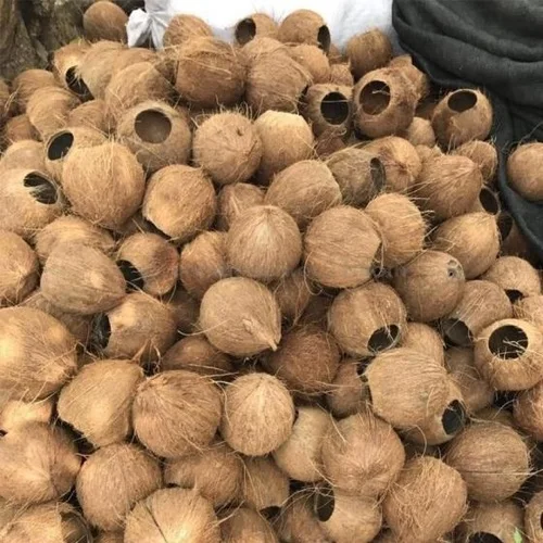 Indonesia Coconut Shell - Buy Coconut Shell Coconut Copra Coconut Shell ...
