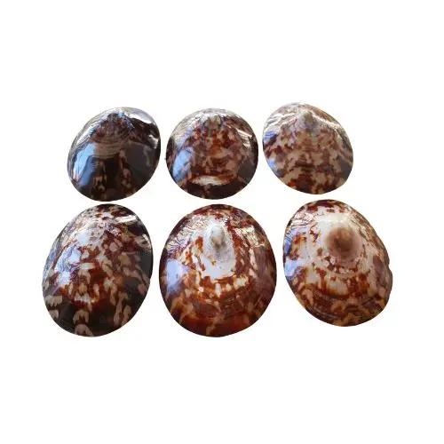 Hot Trend Polished Pearl Banded Jade Turbo Shell / Natural Seashell ...