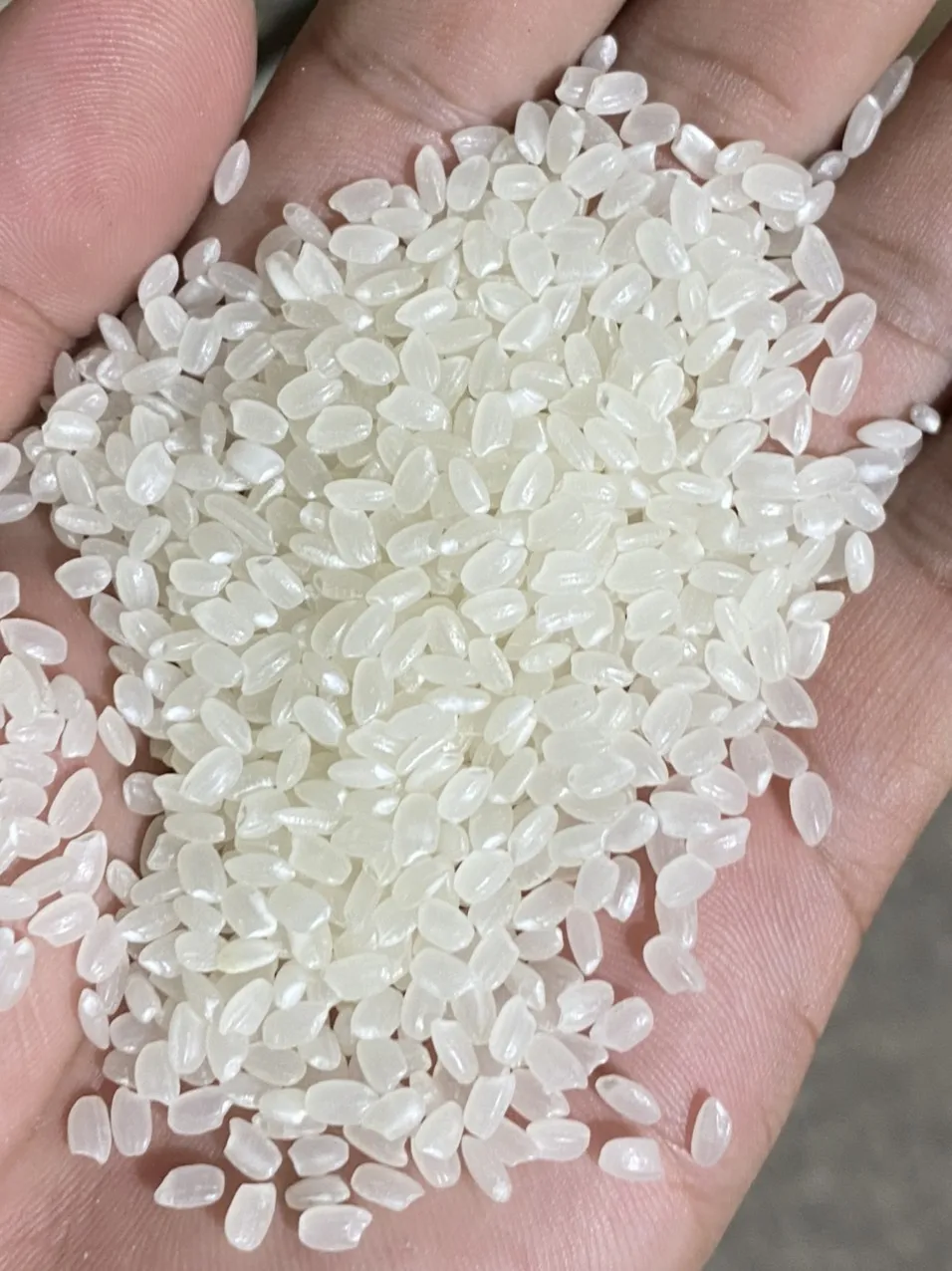 Japonica Short Grain White Rice Packing Brand For Retailer +84 ...