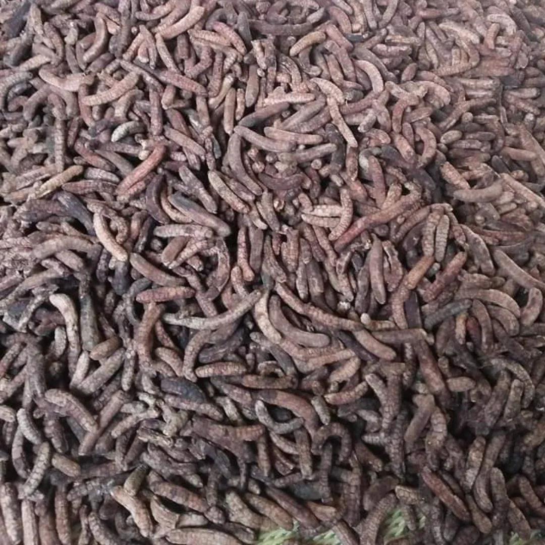 Dried Jungle Pip Banana/ Dried Wild Banana Seeds From Natural Forest ...