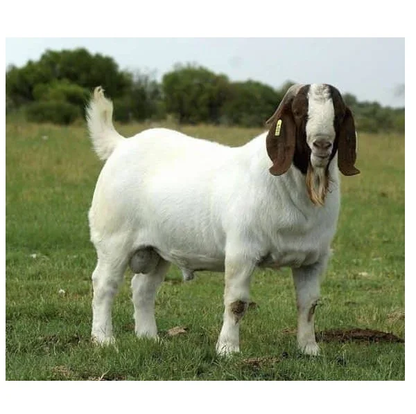 Best Price Live Stock Boer Goat Bulk Stock Available - Buy Pregnant Boer Goats For Sale Live ...