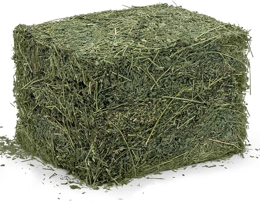 Fresh Hay and Alfalfa Hay Available - Animal Feed Quality