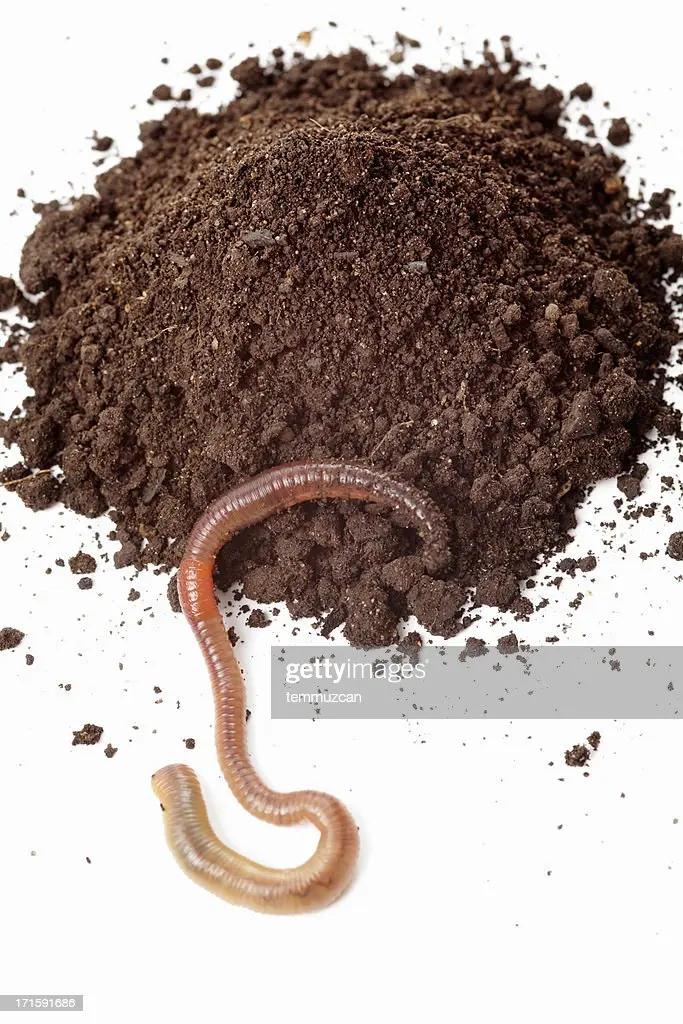 Powder Earthworm Biofertilizer Micronutrient Earthworm Exporters ...