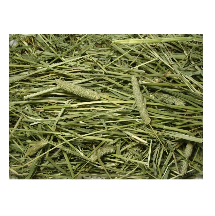 Alfalfa Hay - Premium Timothy Hay for Animal Feeding