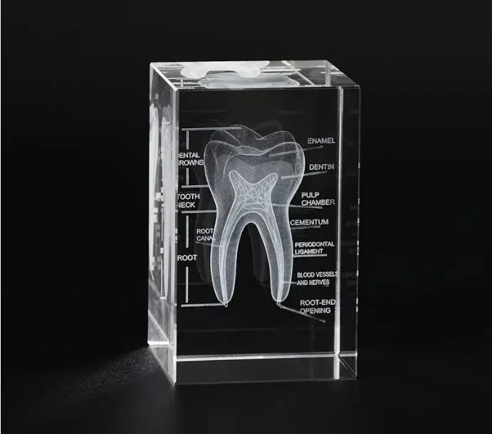 Custom Crystal Tooth 3D Laser Engraving Crafts Teeth Ornament Medical ...