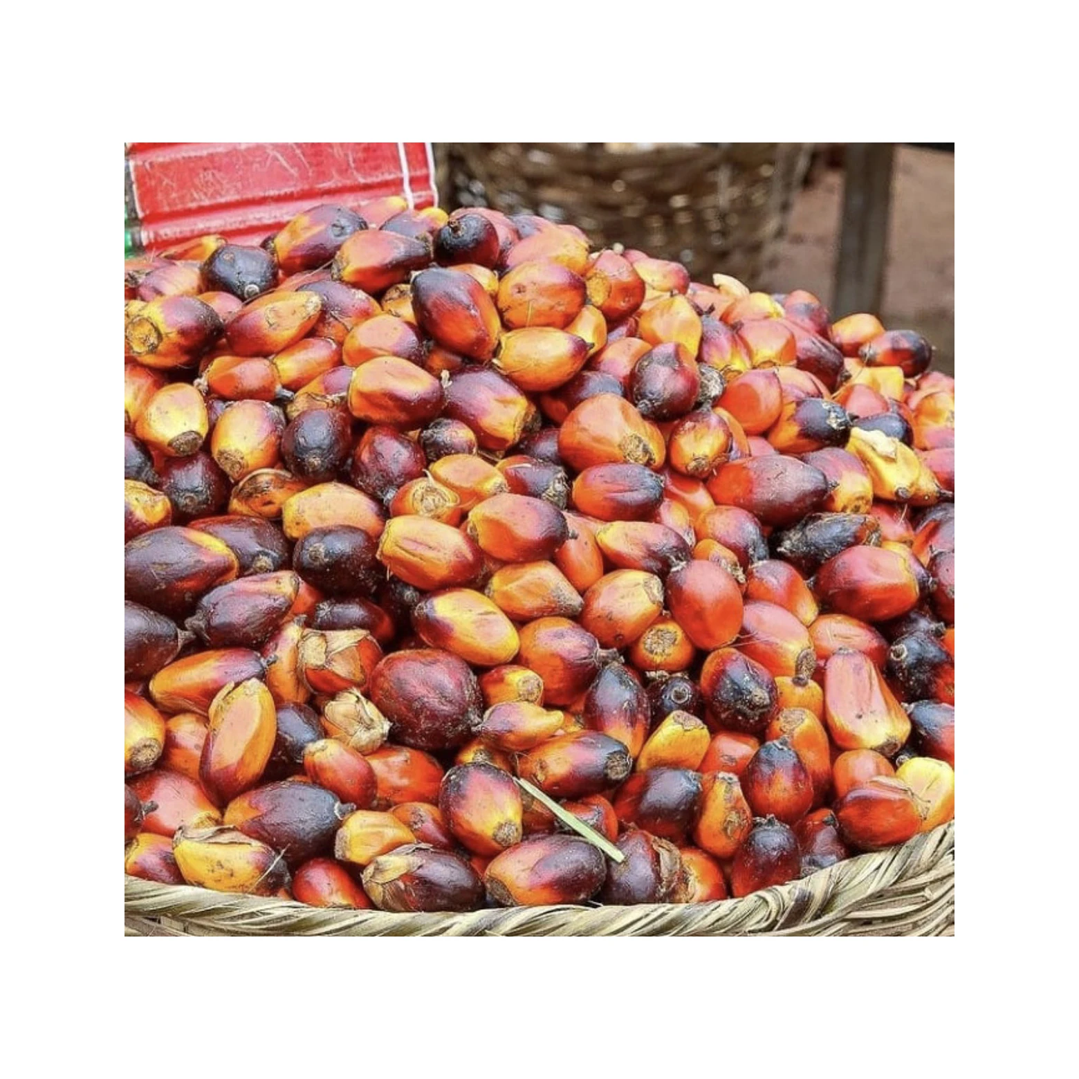 Palm Nuts Quality - Natural, Blanched, and Customizable