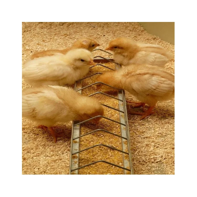 High Protein Broiler Concentrate Poultry Feed At Affordable Price ...