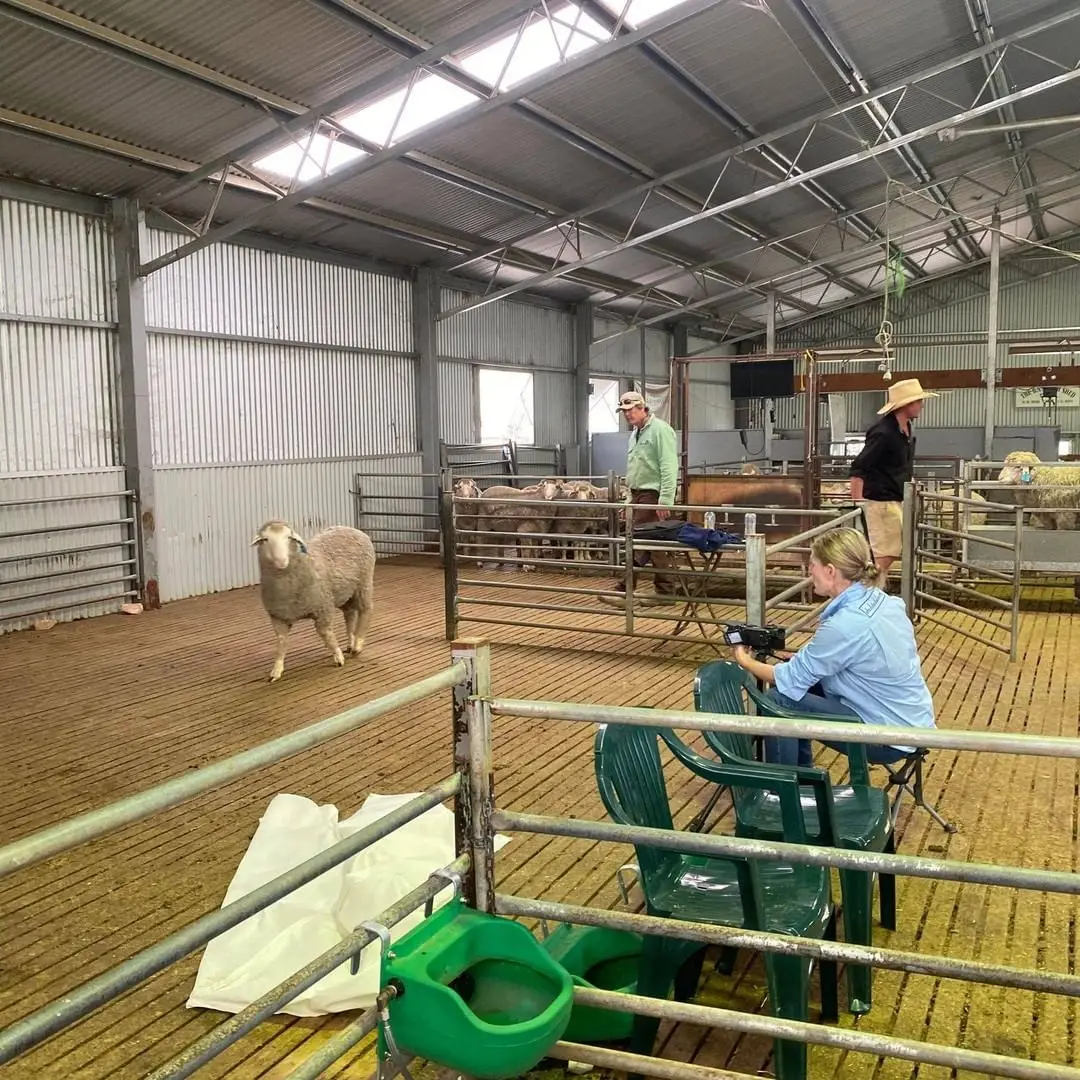 Turkey Fat Tail Awassi Sheep,Dorper Sheep And Merino Sheep - Buy Merino ...