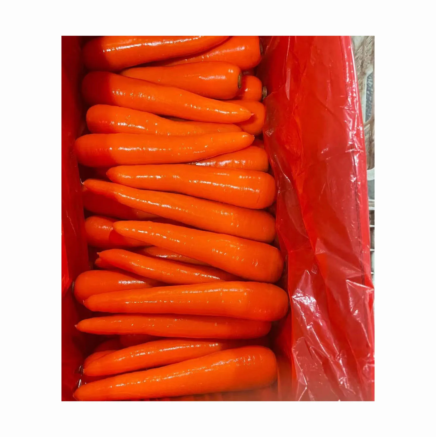 Fresh Carrot / Clean Carrot In Carton / Carrot Wholesaler Price New ...