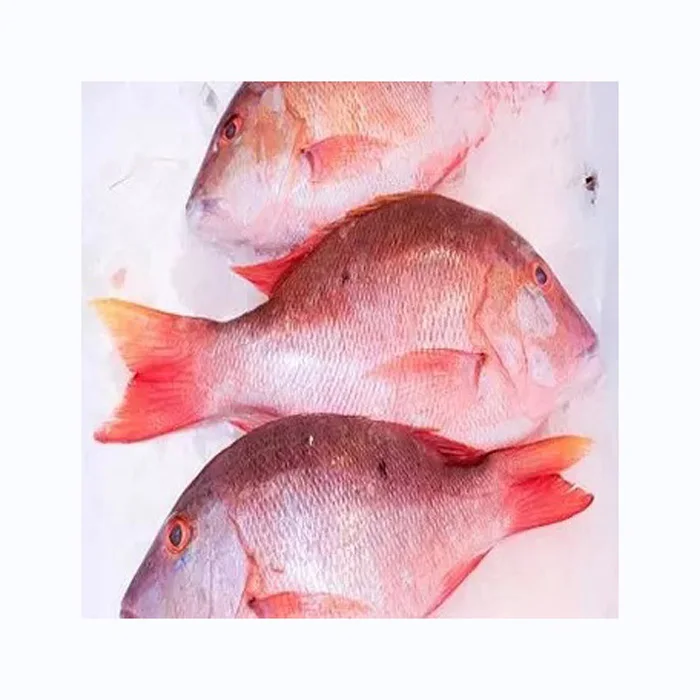 Frozen Red Seabream Fish Supplier Frozen Top Quality Black / Red ...