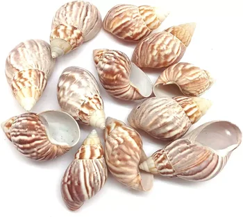 Cleaned Dried Operculum Shells Murex Operculum From Viet Nam - Buy ...