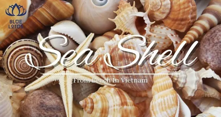 Vietnam Orange Conch Seashell Beach Sea - Souvenir Art