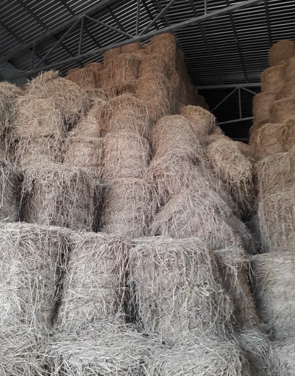 Wholesale Dried Raw Paddy Straw - Haverst Leftover Residue Paddy Rice ...