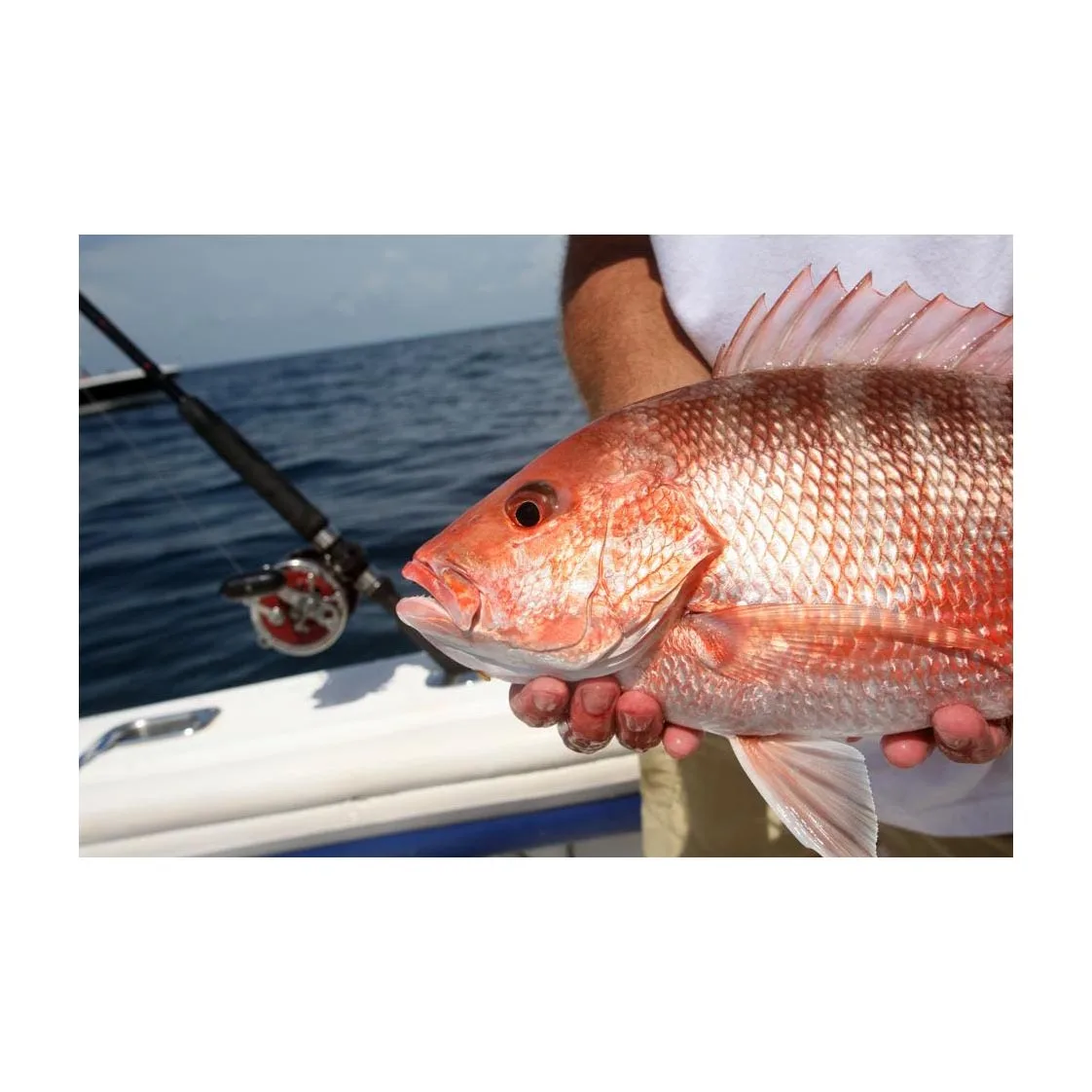 Whole Frozen Red Snapper Fish BQF Freezing Process Low-Sugar Low-Fat 2-Year Shelf Life Best ...