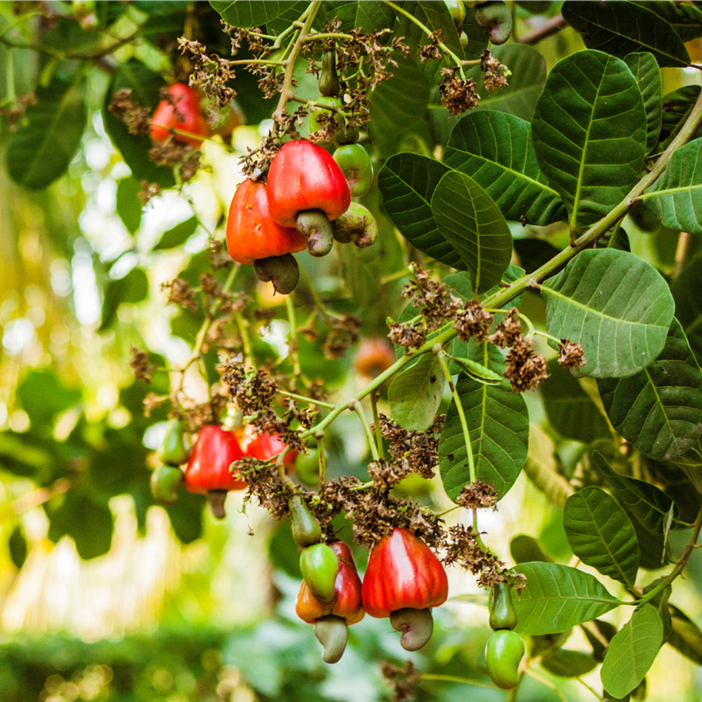 Vietnam Factory Nuts Cashew Cashew Nuts 1Kg Cashew Nuts W320 Customer ...