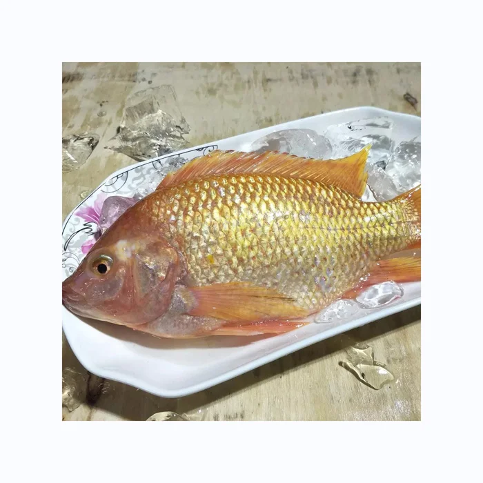 Frozen Red Seabream Fish Supplier Frozen Top Quality Black / Red ...