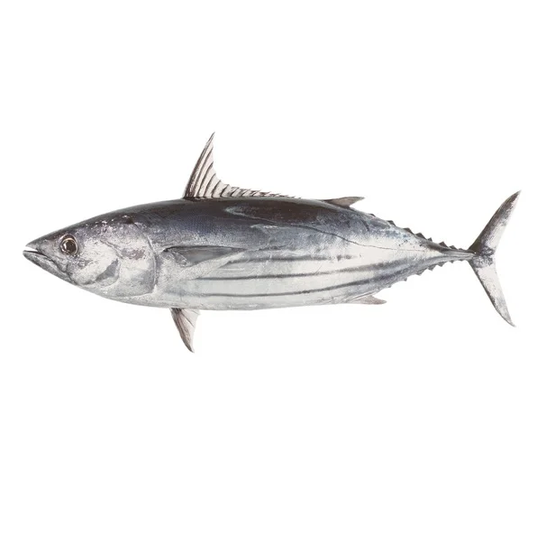 Frozen Skipjack Frozen Bonito Tuna Fish - Buy Seafood Frozen Whole ...