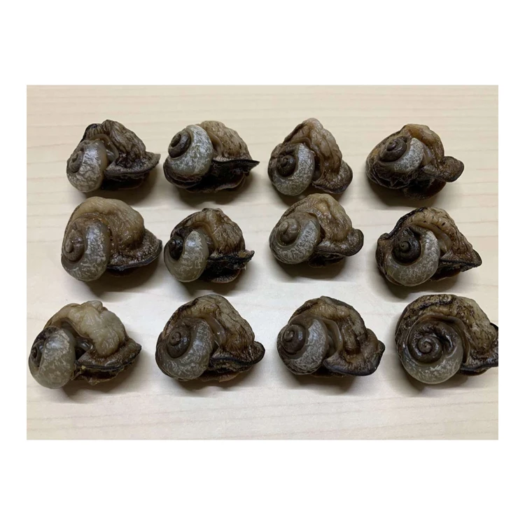 Fresh African Giant Snail/Dried Snails Exporters/Fresh Sea Snails High ...